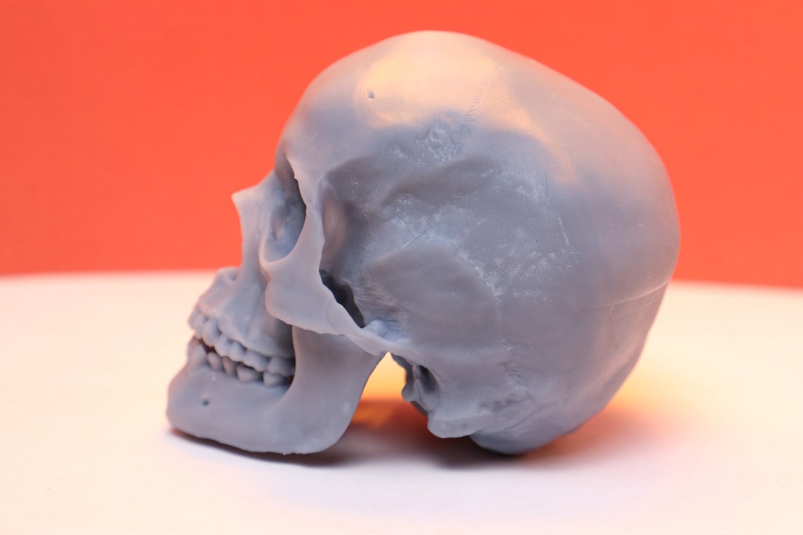 Human Skull Realistic Detailed Model Resin 3D Print Gray & - Etsy