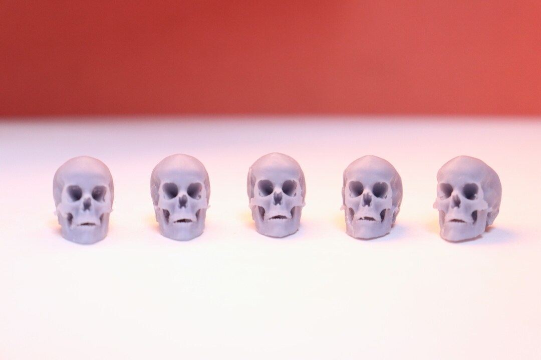 Tiny Human Skulls Realistic Models | Set of 5 | White and Gray Color ...