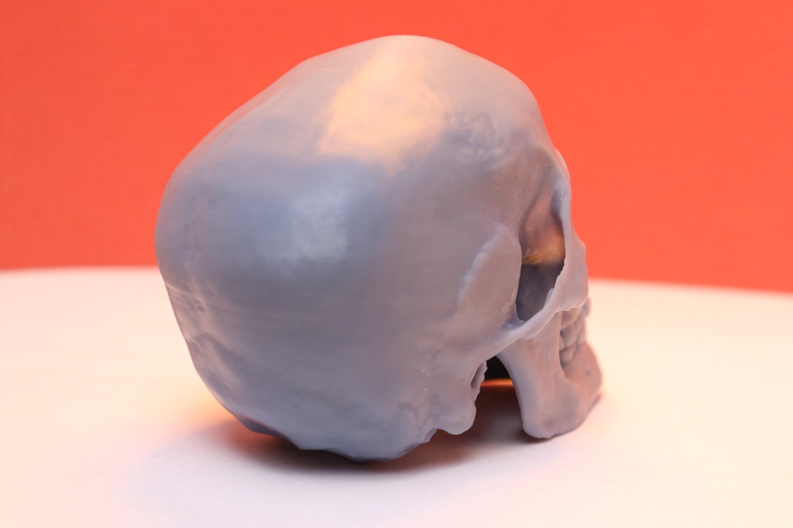Human Skull Realistic Detailed Model Resin 3D Print Gray & - Etsy