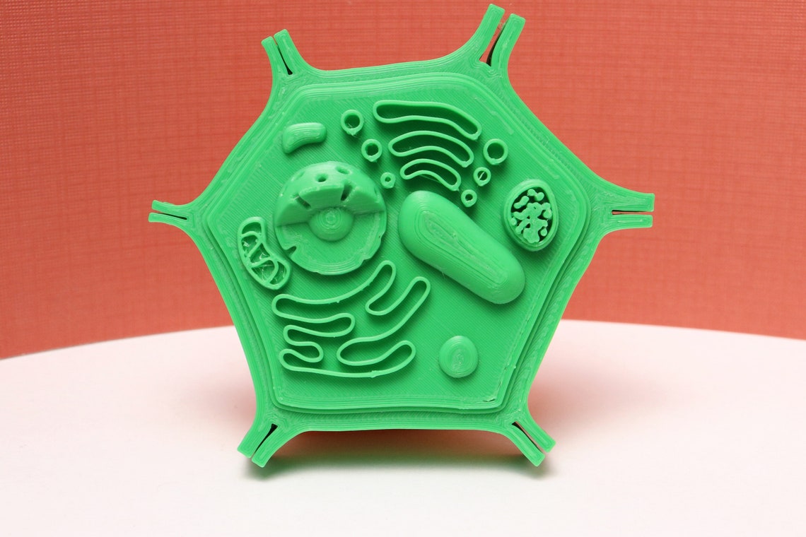 3D Printed Plant Cell Model Multiple Colors and Sizes - Etsy