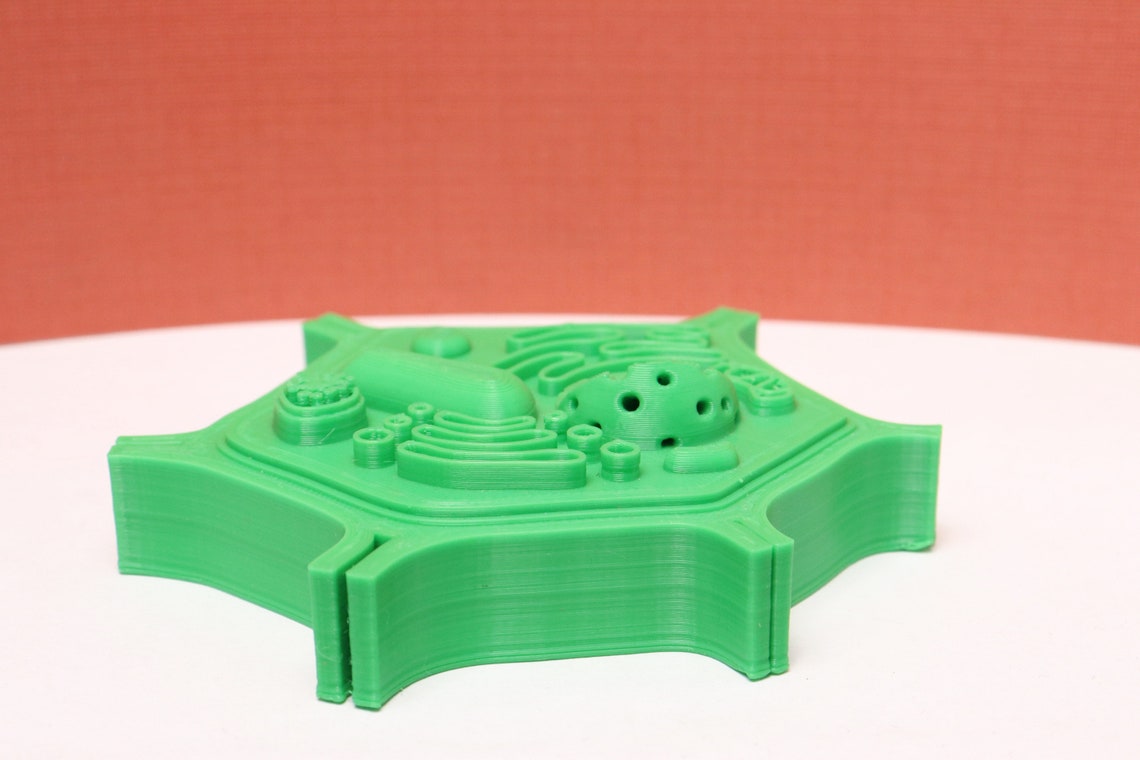 3D Printed Plant Cell Model Multiple Colors and Sizes - Etsy