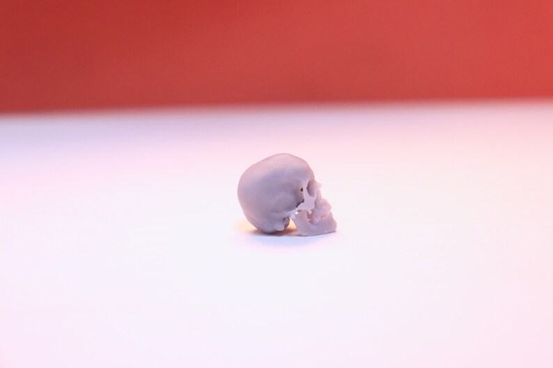 Tiny Human Skulls Realistic Models Set of 5 Great for | Etsy
