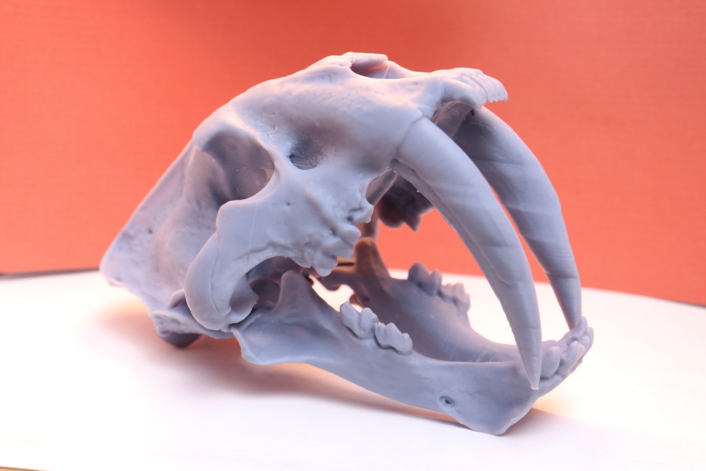 Saber-tooth Tiger Skull Realistic Detailed Model Resin 3D - Etsy