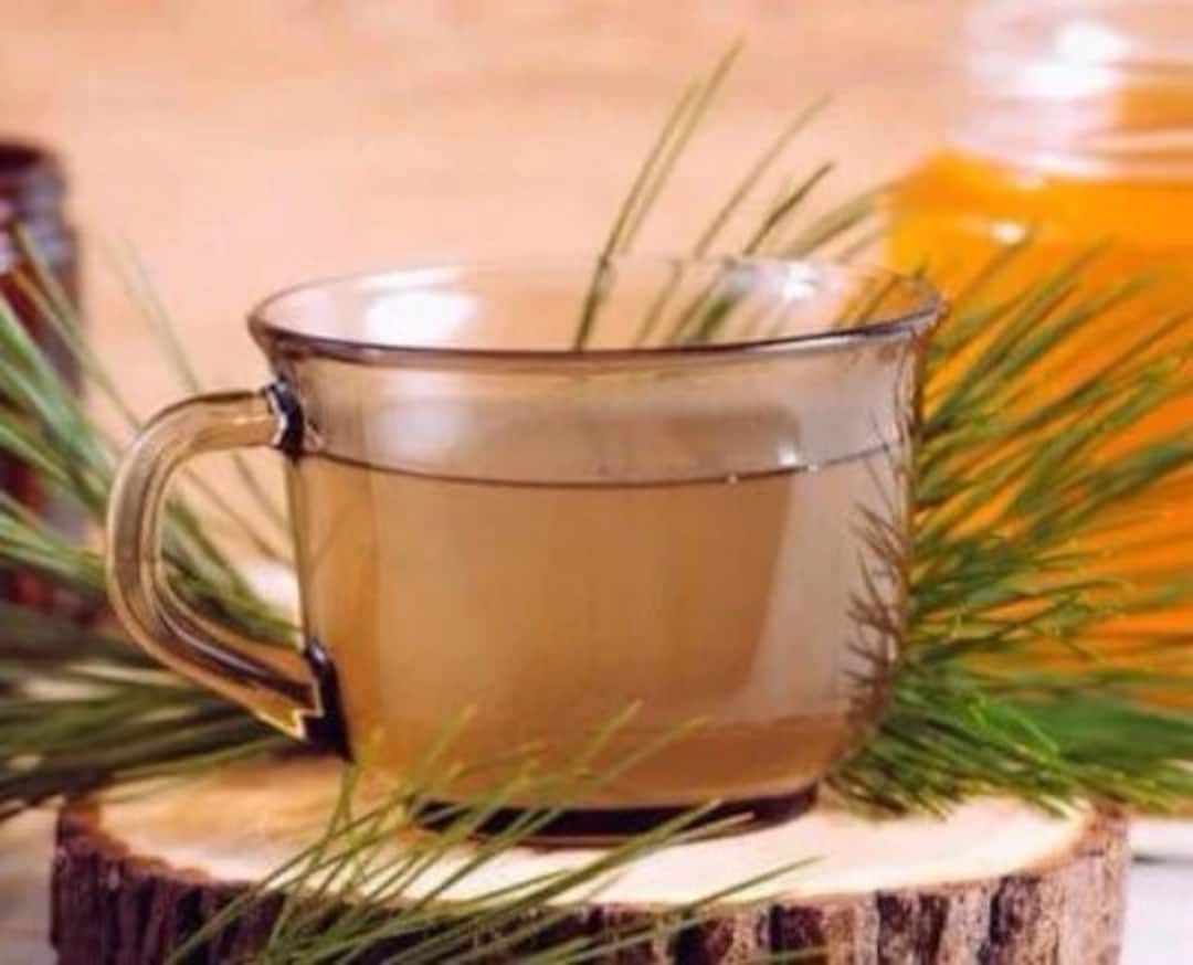 Organic White Pine Needles / Tea Fresh Use for Salves - Etsy
