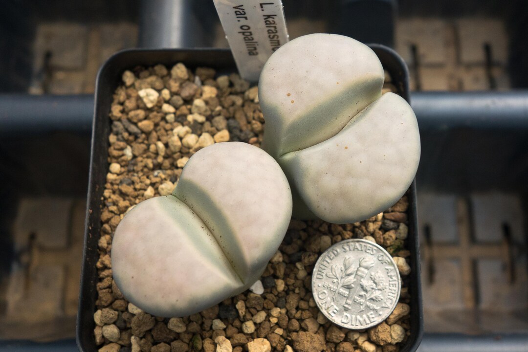 Lithops Karasmontana Var. Opalina - Etsy