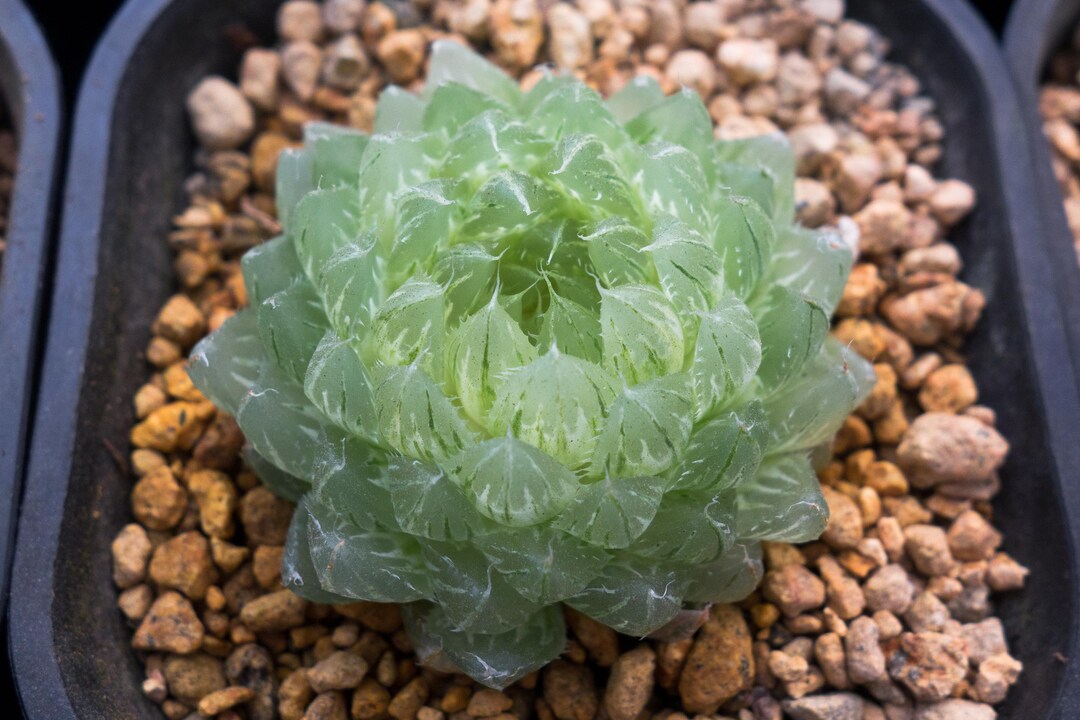 Haworthia 'emerald LED' Variegate - Etsy
