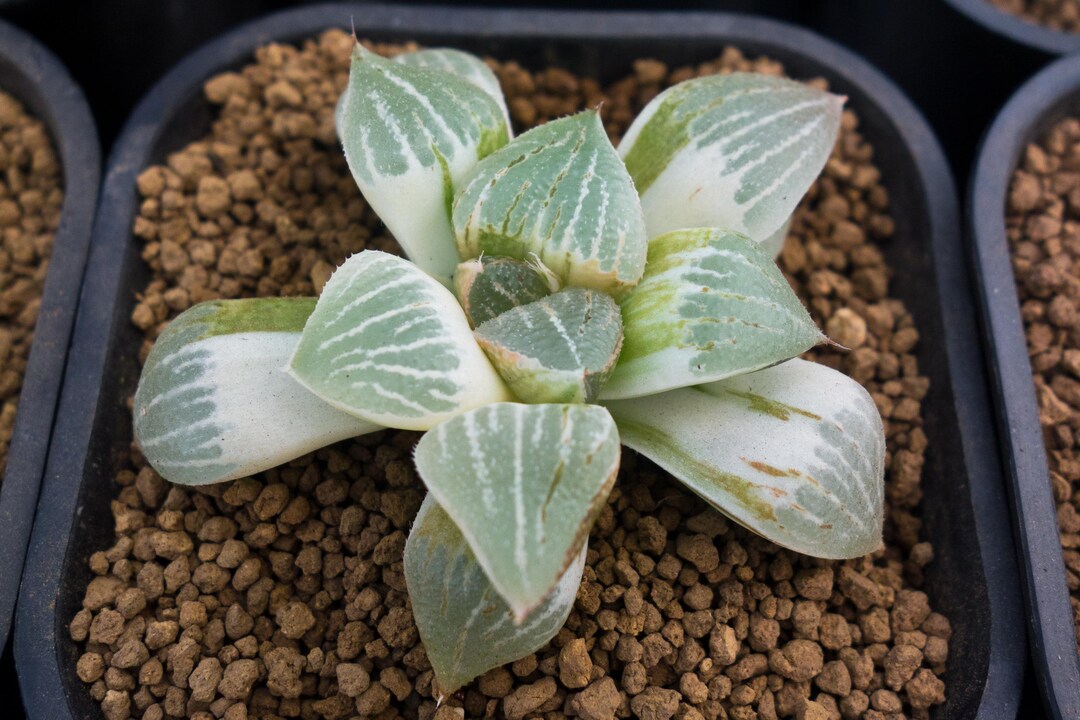Haworthia Picta 'red Sun' Variegate - Etsy