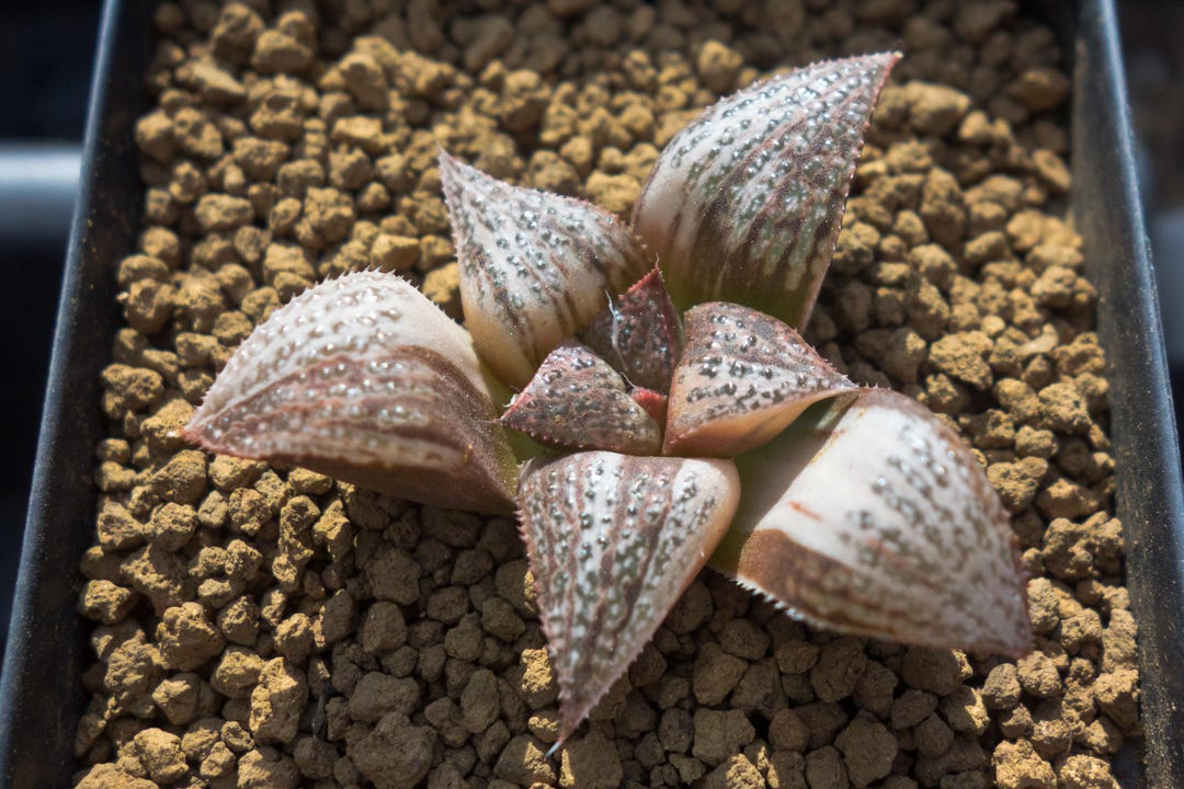 Haworthia Splendens Hyb. Variegate - Etsy