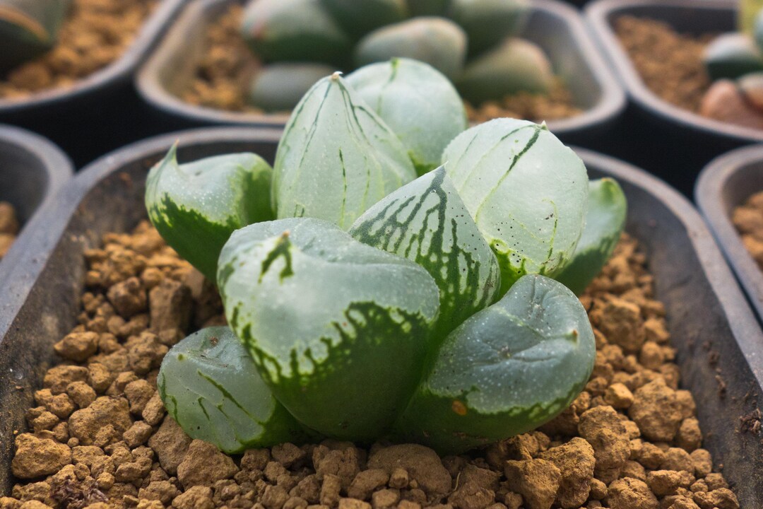 Haworthia 'mutant Pygmaea' Hyb. Large Form - Etsy