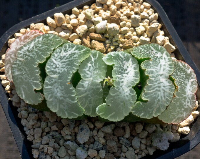 Haworthia Truncata 'kiganjou' X 'midoributa' Seedling - Etsy