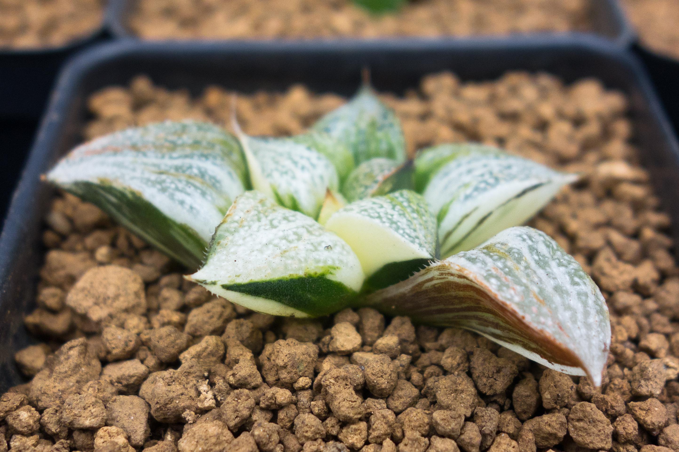 Haworthia Splendens Natalia' Variegate - Etsy
