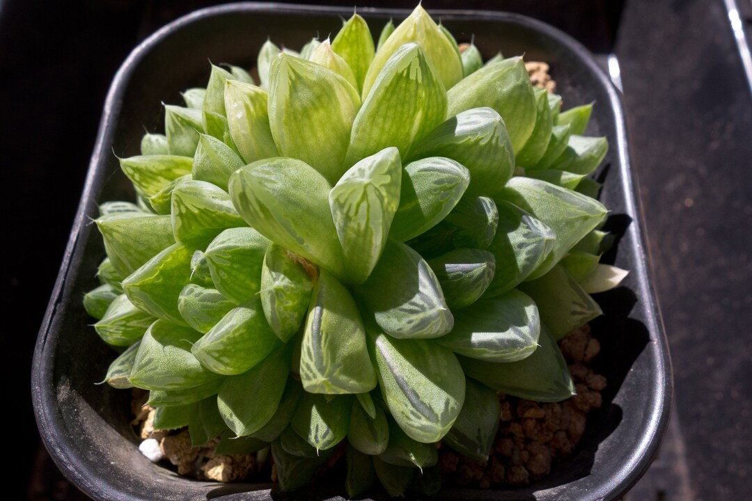 Haworthia Cuspidate X Obtusa Seedling - Etsy