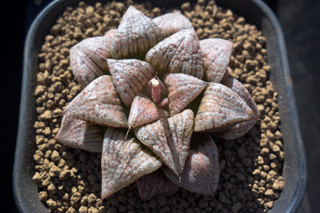Haworthia Picta 'daruma' X Picta Seedling - Etsy