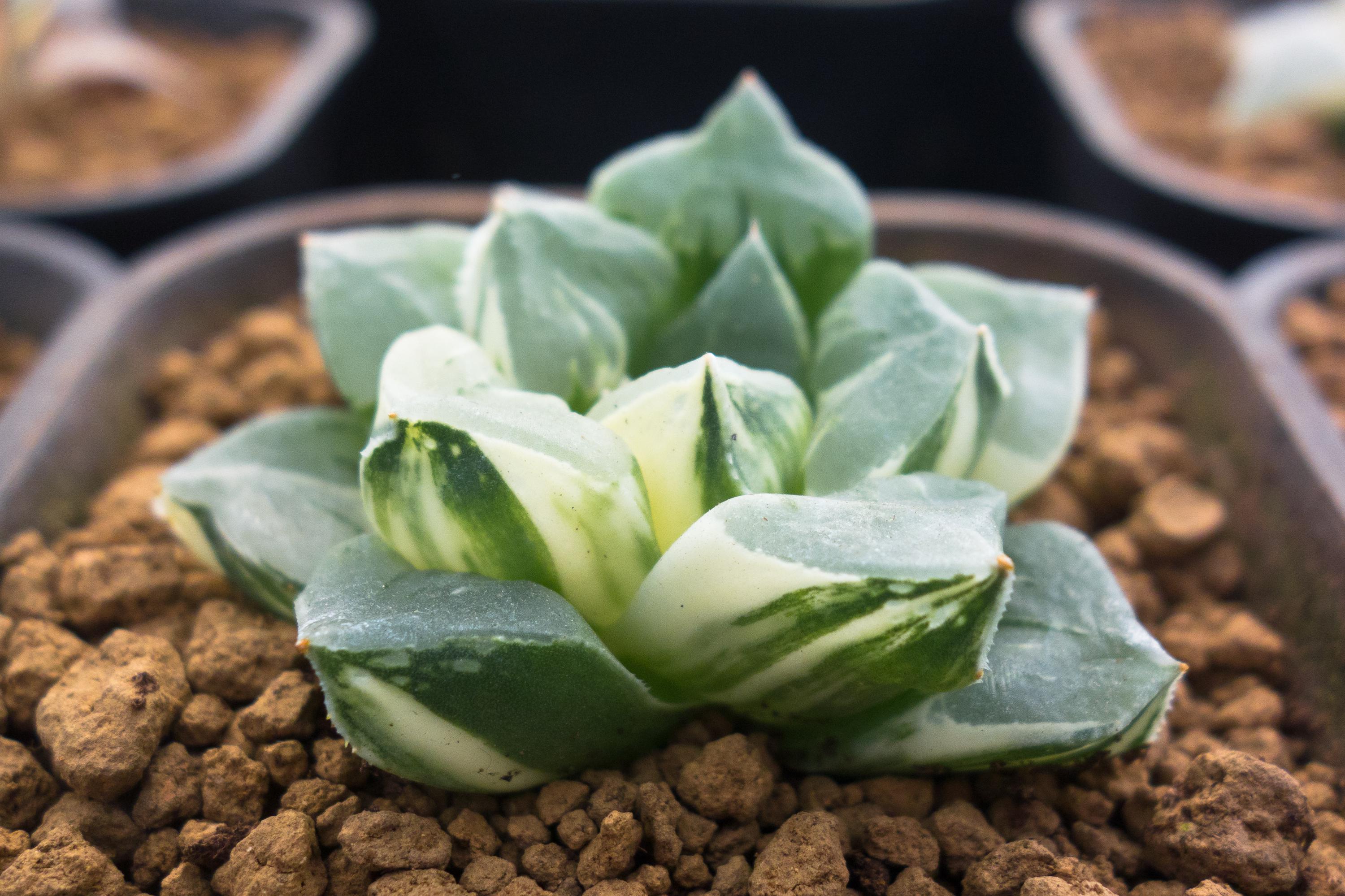 Haworthia Mutica Hyb. Variegate Large Form - Etsy