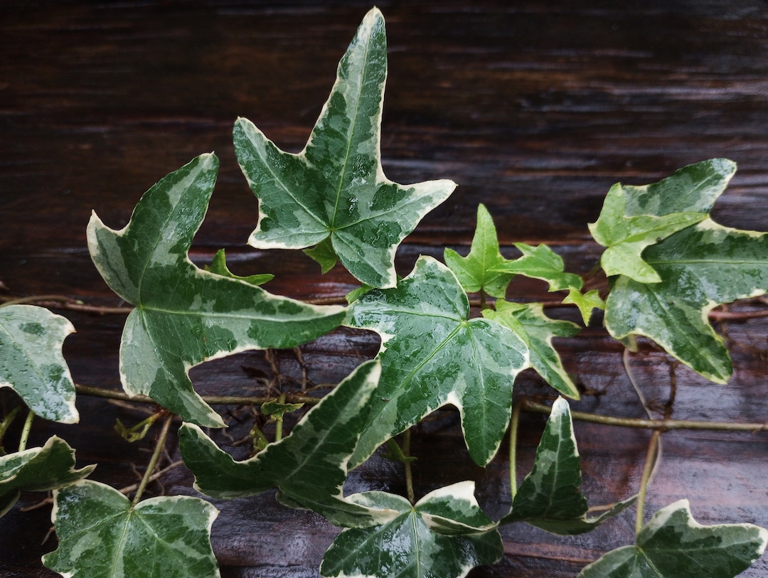 Ivy Ingrid Liz Two 15 Inch Runners Lots of Roots Hedera Helix Free ...