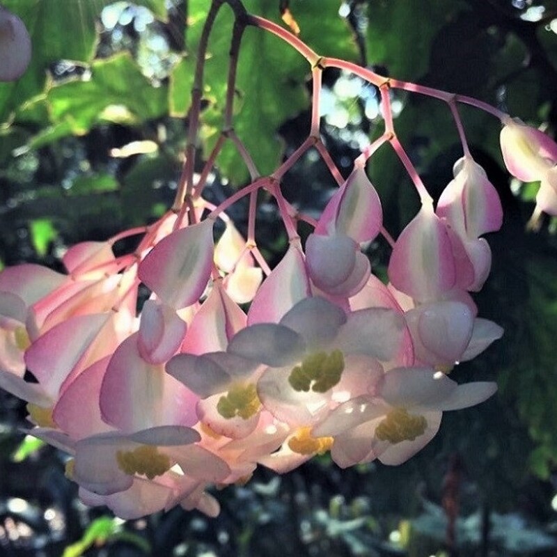 Moonlight Butterfly Begonia - Etsy