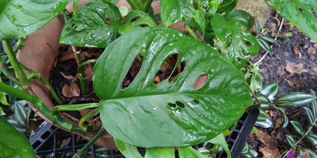 Monstera Adansonii 5 Rooted Leaves Swiss Cheese Pothos. Gift Included ...