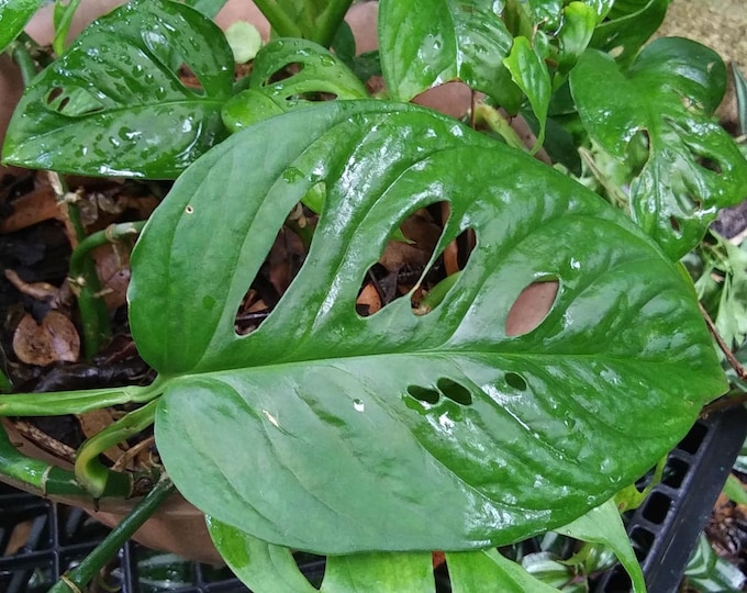 Monstera Adansonii - 5 Rooted Leaves - Swiss Cheese Pothos. Gift ...