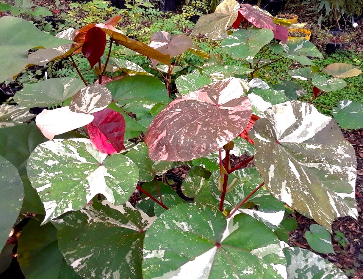 Mahoe Sea Hibiscus - 4 Cuttings; 5th Free - Super Easy to Root in Water ...