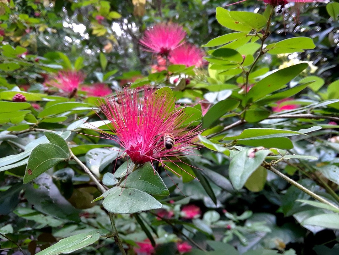 Powder Puff - Pink - 7 Cuttings. Organic. - Etsy