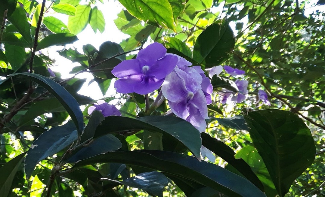 Yesterday, Today, Tomorrow Plant 6 Cuttings Includes Thank You Gifts ...