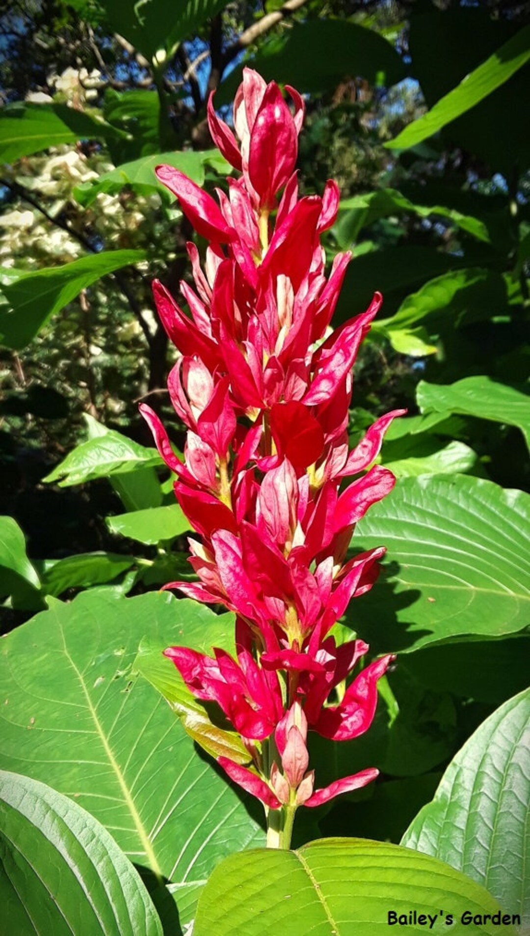 Brazilian Red Cloak - 6 Cuttings. Megaskepasma Erythrochlamys Organic ...