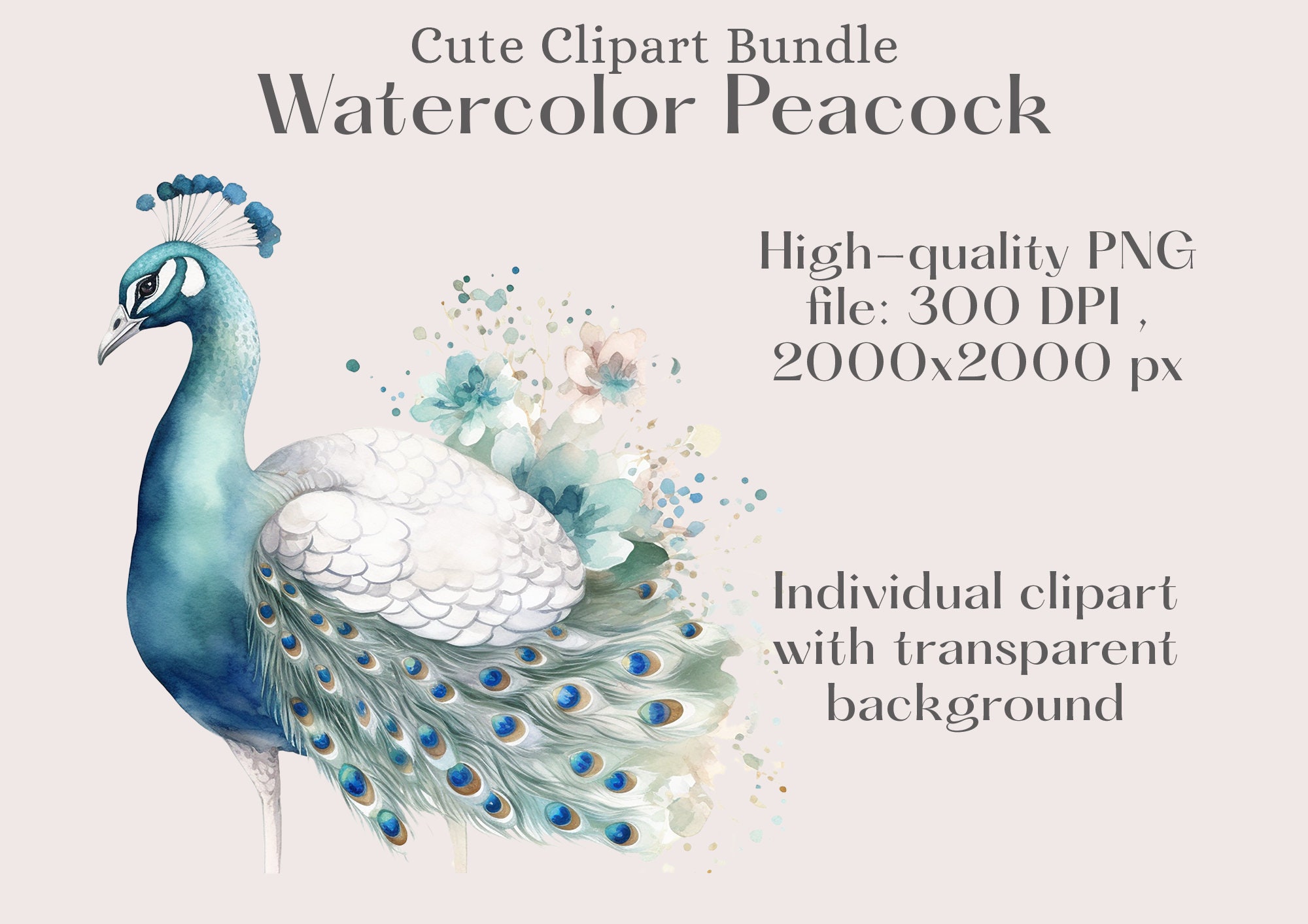 Peacocks Watercolor Clipart Set, Stunning Bird Illustrations, PNG ...