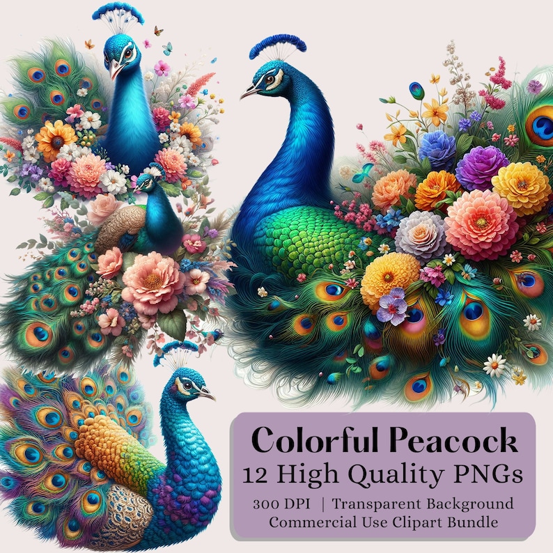 Peacocks Watercolor Clipart Bundle, 12 PNG Watercolor Colorful Feathers ...