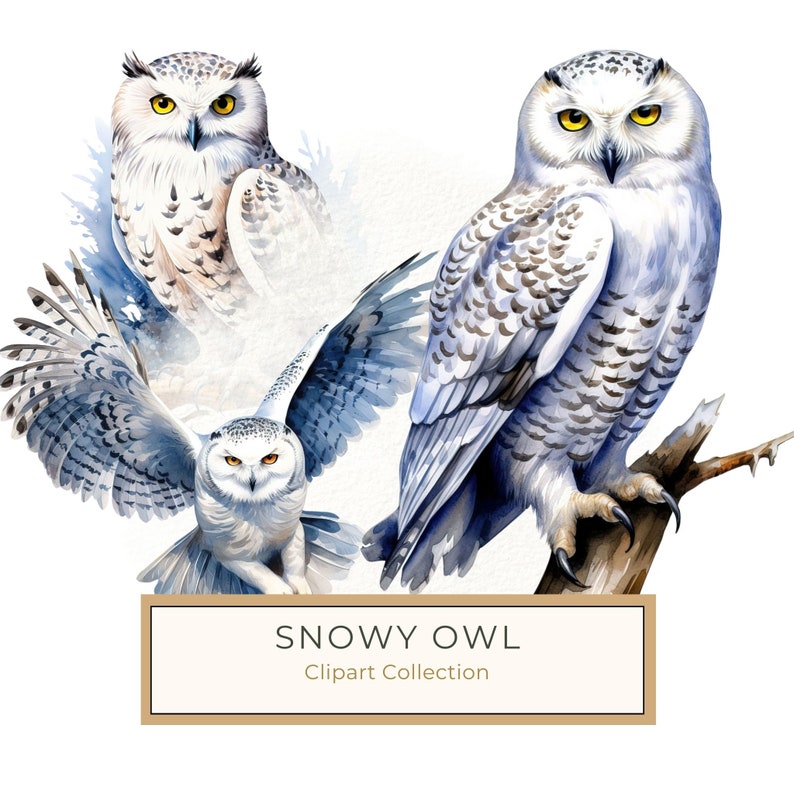 Watercolor Snowy Owl Clipart: Arctic Bird Illustration (JPG/PNG Digital ...