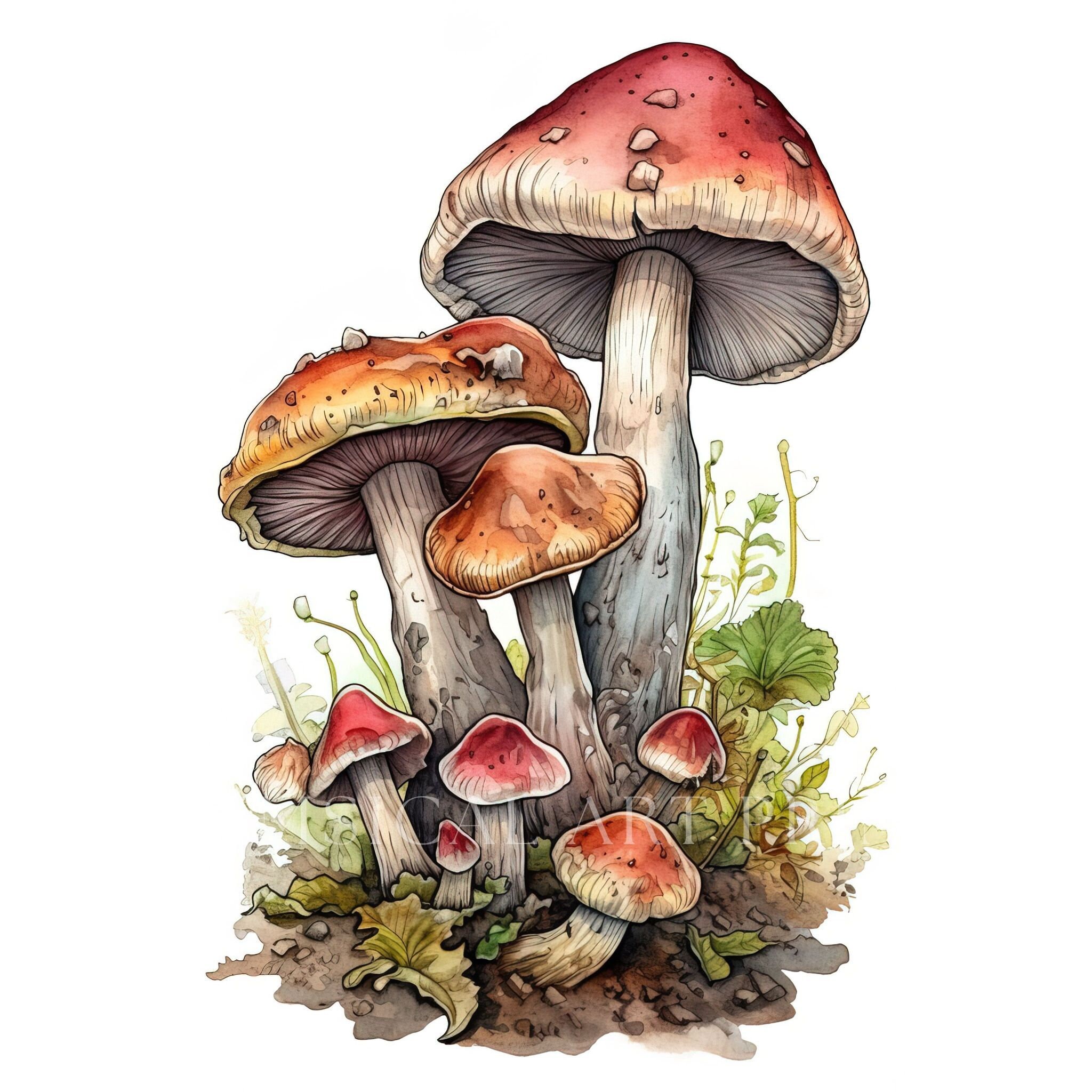Watercolor Mushroom Clipart: Woodland Illustration (PNG JPG Digital ...