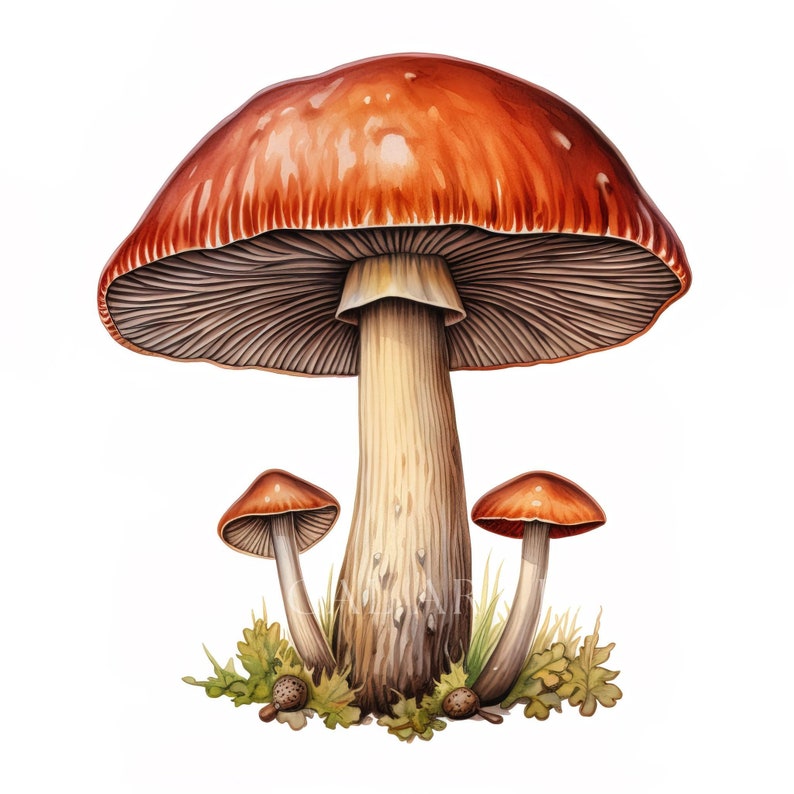 Mushroom PNG, Mushrooms Clipart, Fungi Cluster, Watercolor Art, Art ...