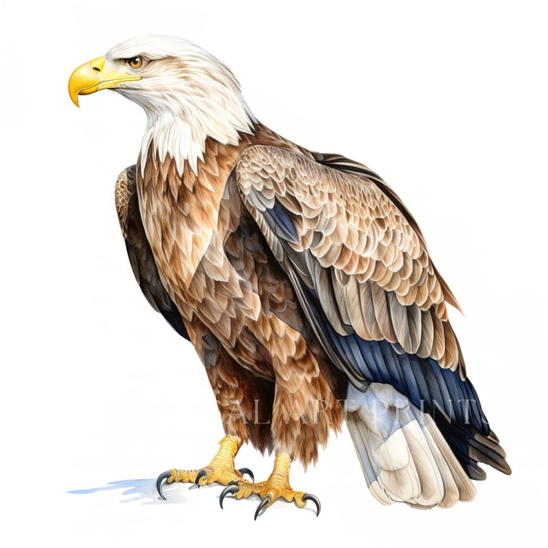 Bald Eagle Clipart, Bird Clipart, Watercolor Bald Eagle, Symbol Eagle ...