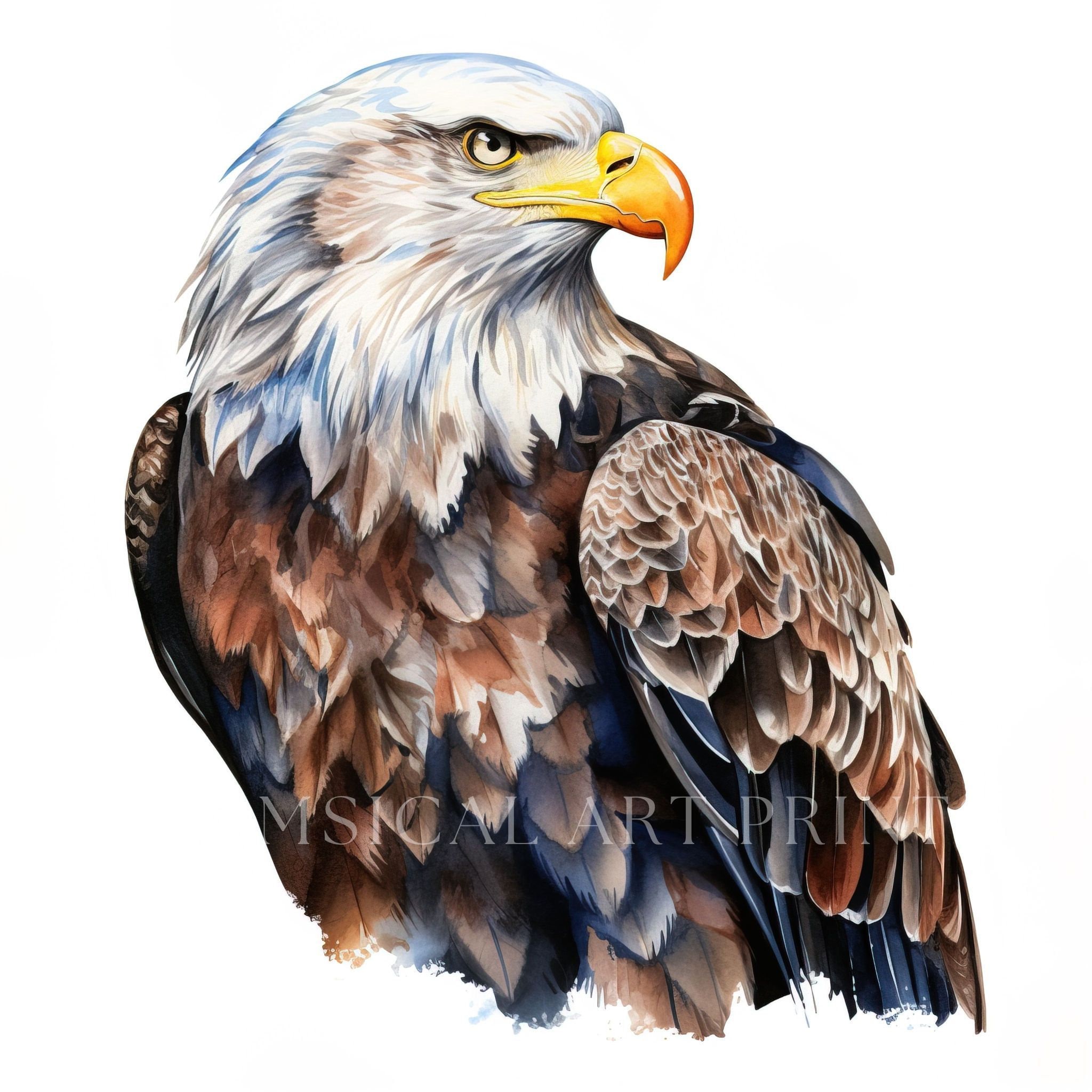 Bald Eagle Clipart, Bird Clipart, Watercolor Bald Eagle, Symbol Eagle ...