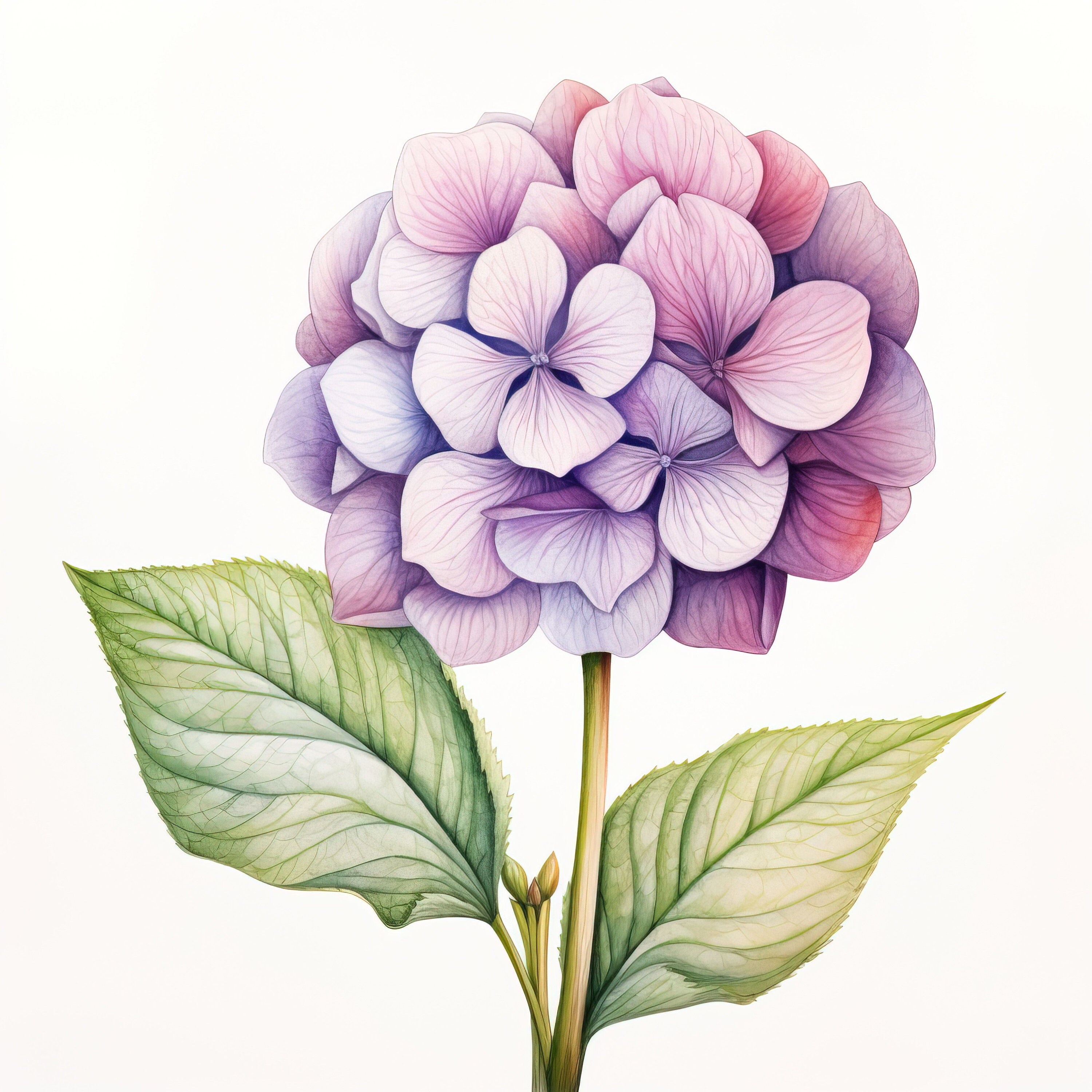 Purple Hydrangeas Clipart, Hydrangea Flowers, Bouquet Clipart ...