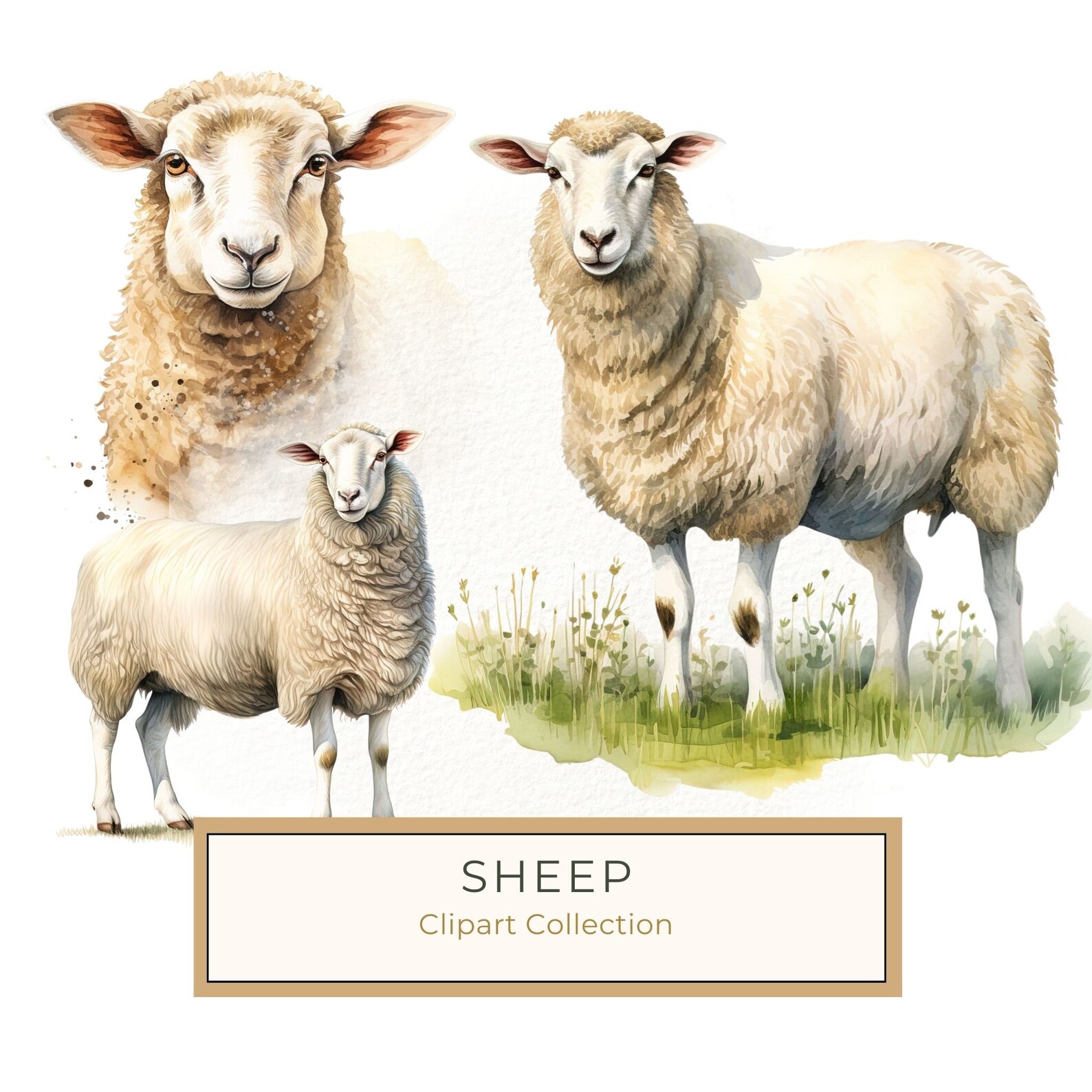 Watercolor Sheep Clipart: Rustic Farmhouse Illustration (JPG, PNG ...