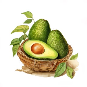 10 Watercolor Avocado Clipart for DIY Projects and Crafts, Detailed ...