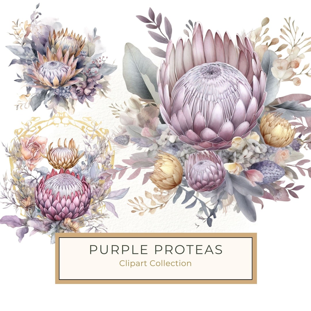 Watercolor Purple Protea Clipart Set: Transparent PNG Graphics ...