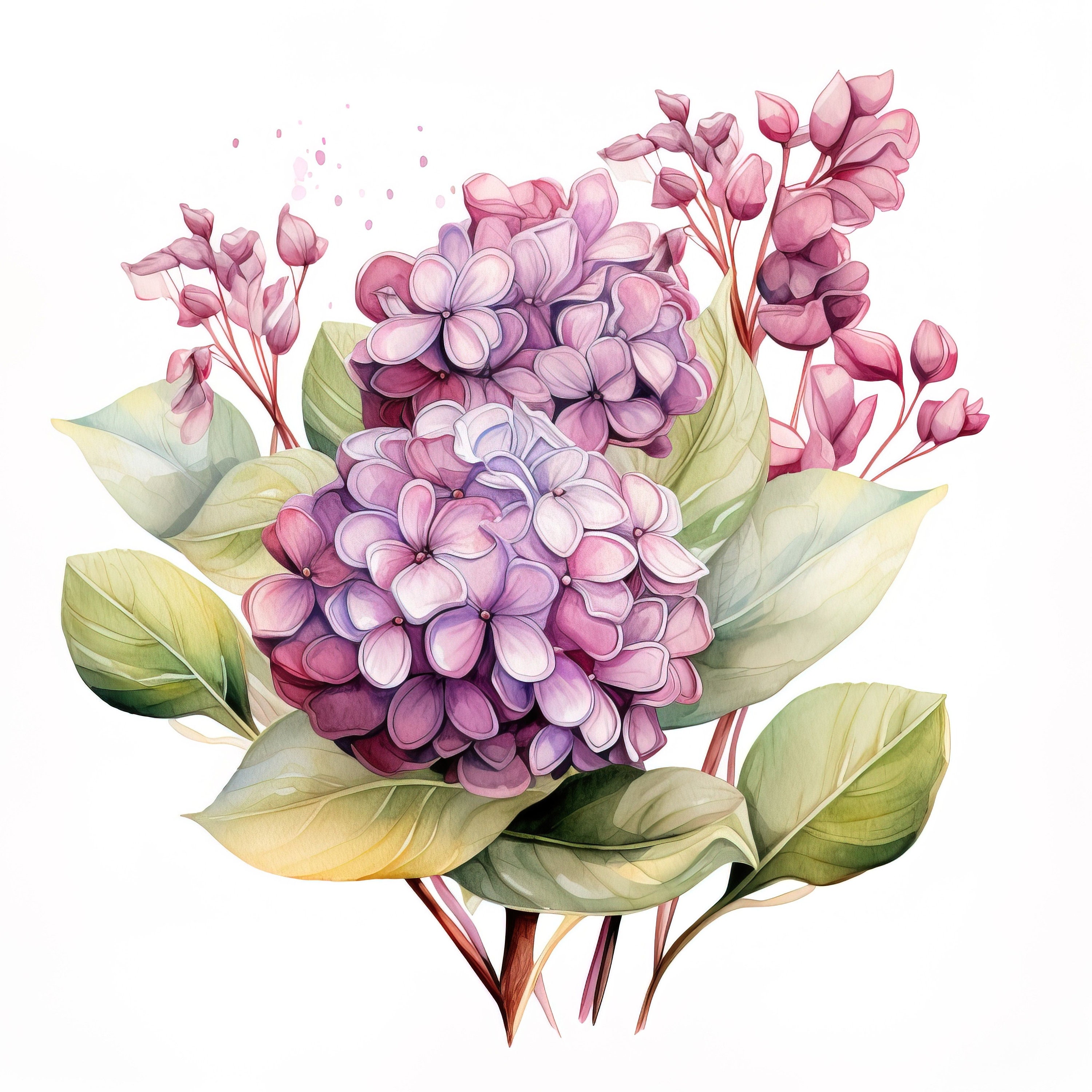 Purple Hydrangeas Clipart, Hydrangea Flowers, Bouquet Clipart ...