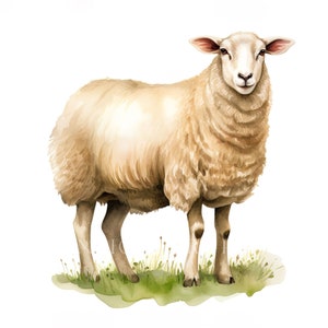 Cute Sheep Clipart, Sheep PNG, Sheep Illustration Watercolor Wall Art ...