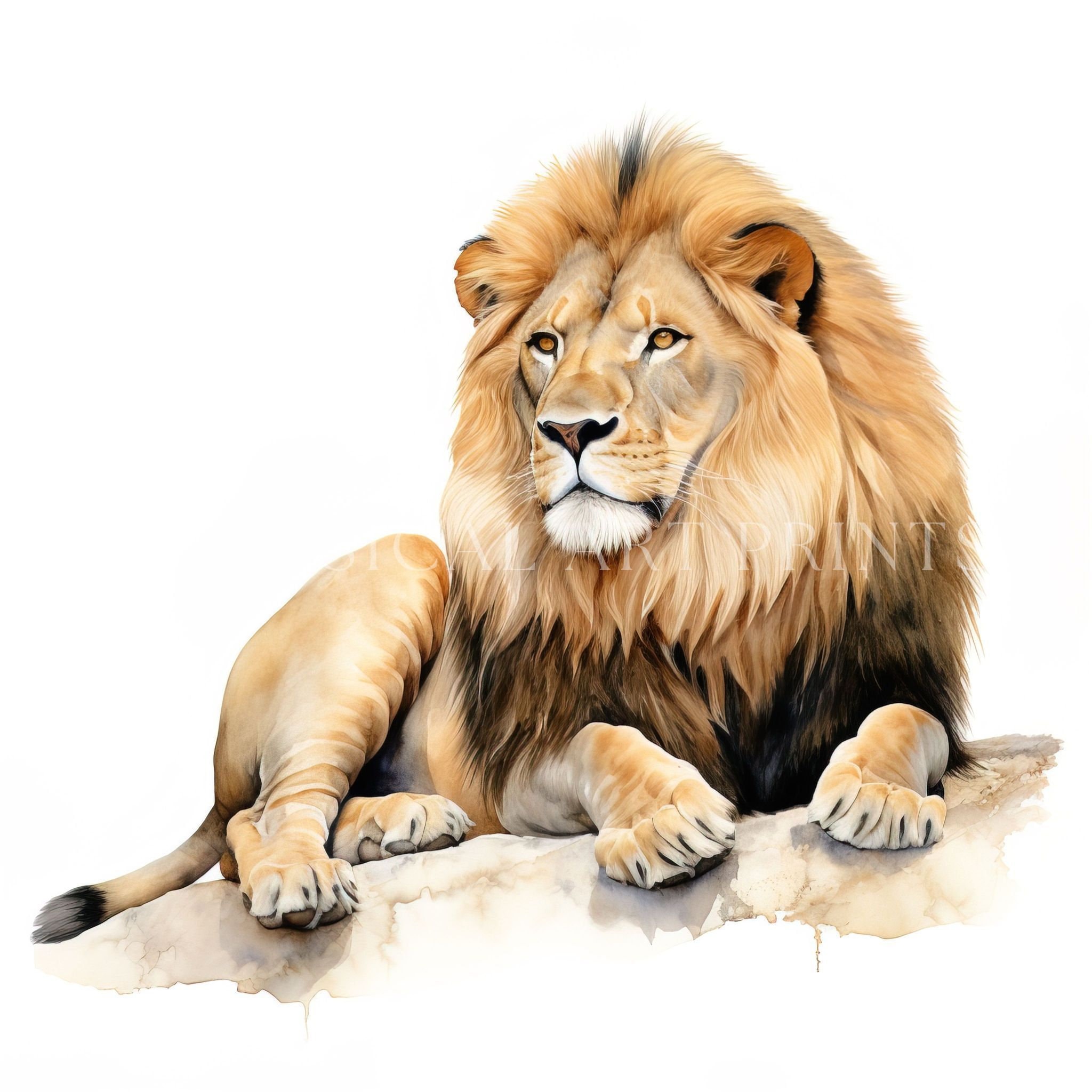 Adult Lion PNG, Watercolor Lions Clipart, Male Lion Portrait, Lion Wall ...