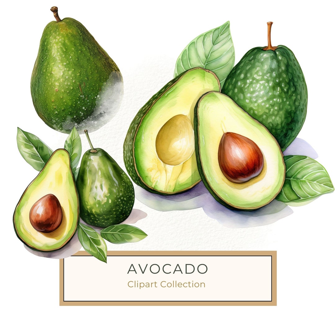 10 Watercolor Avocado Clipart for DIY Projects and Crafts, Detailed ...