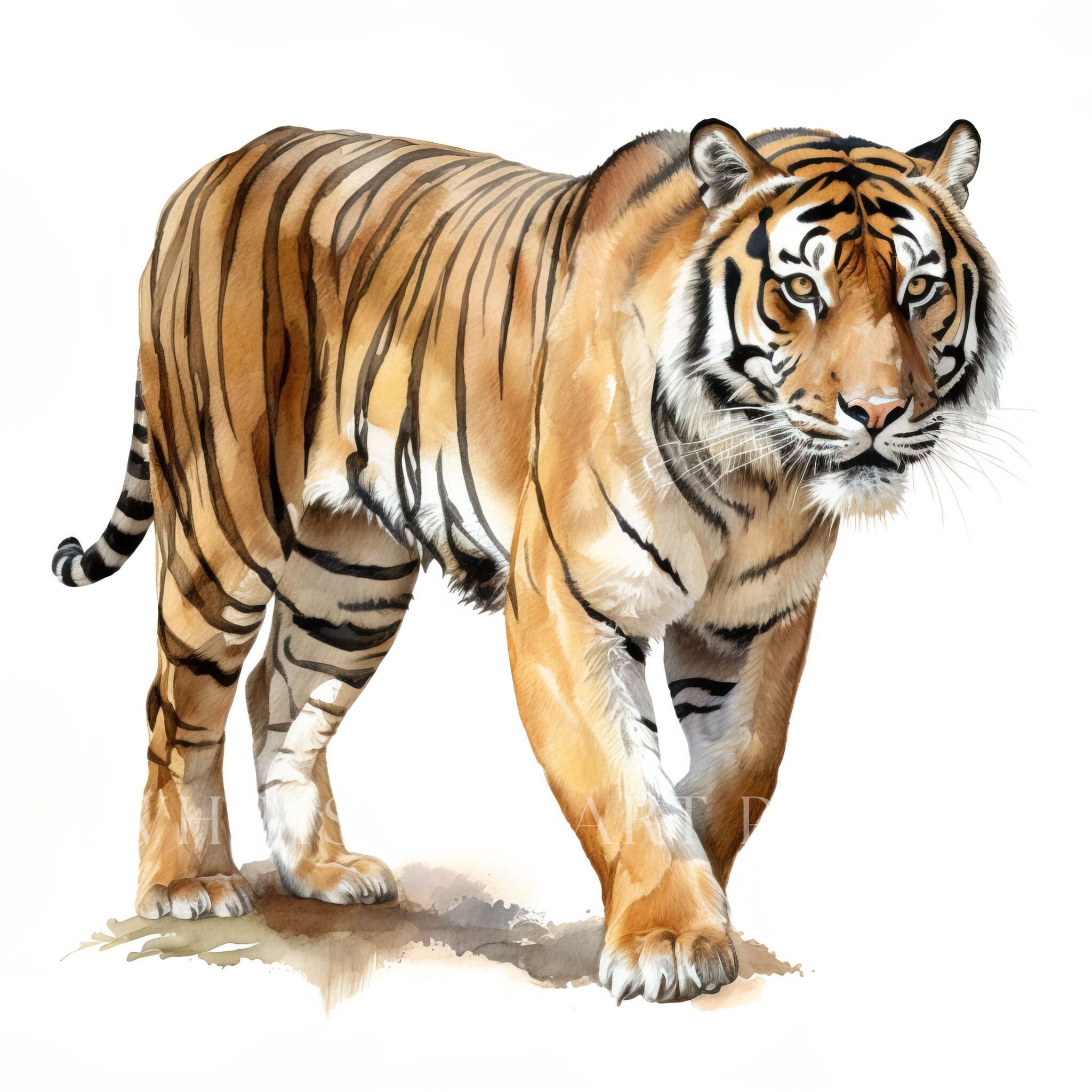 Adult Tiger PNG, Watercolor Tiger Clipart, Tiger Portrait, Tiger Wall ...