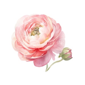 Pink Ranunculus Clipart, Ranunculus Watercolor Flower Bouquet, Pink ...