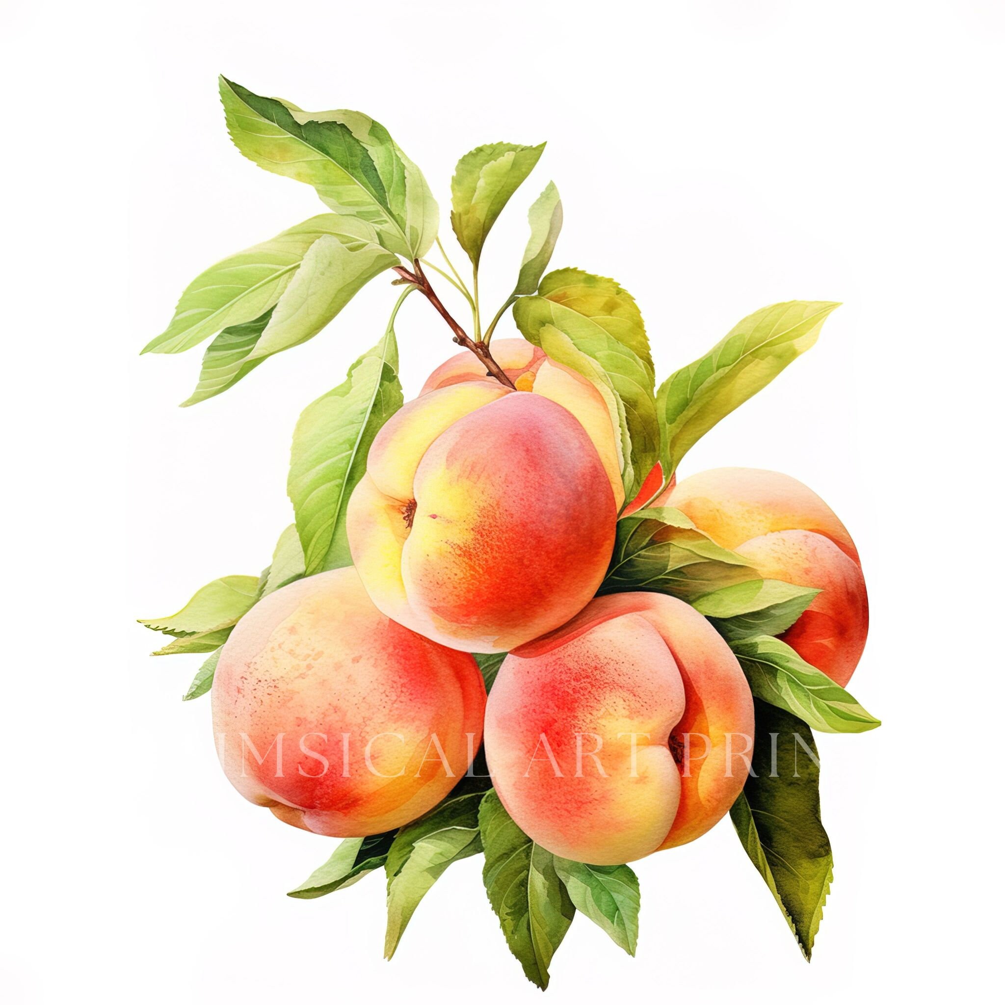 Watercolor Peach Basket Illustration: Rustic DIY Clipart (JPG, PNG) - Etsy
