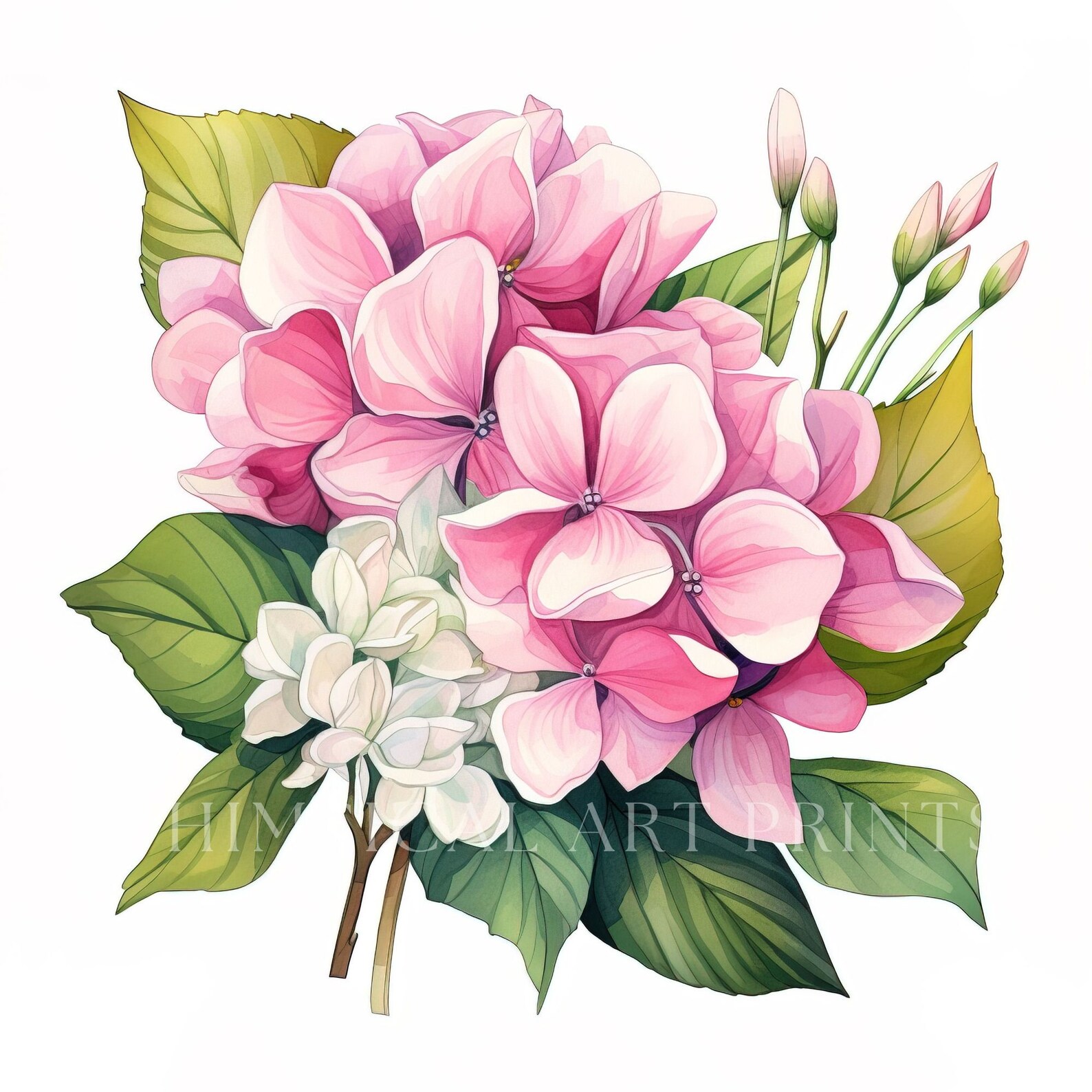 Pink Hydrangeas Clipart, Hydrangea Flowers, Bouquet Clipart, Watercolor ...