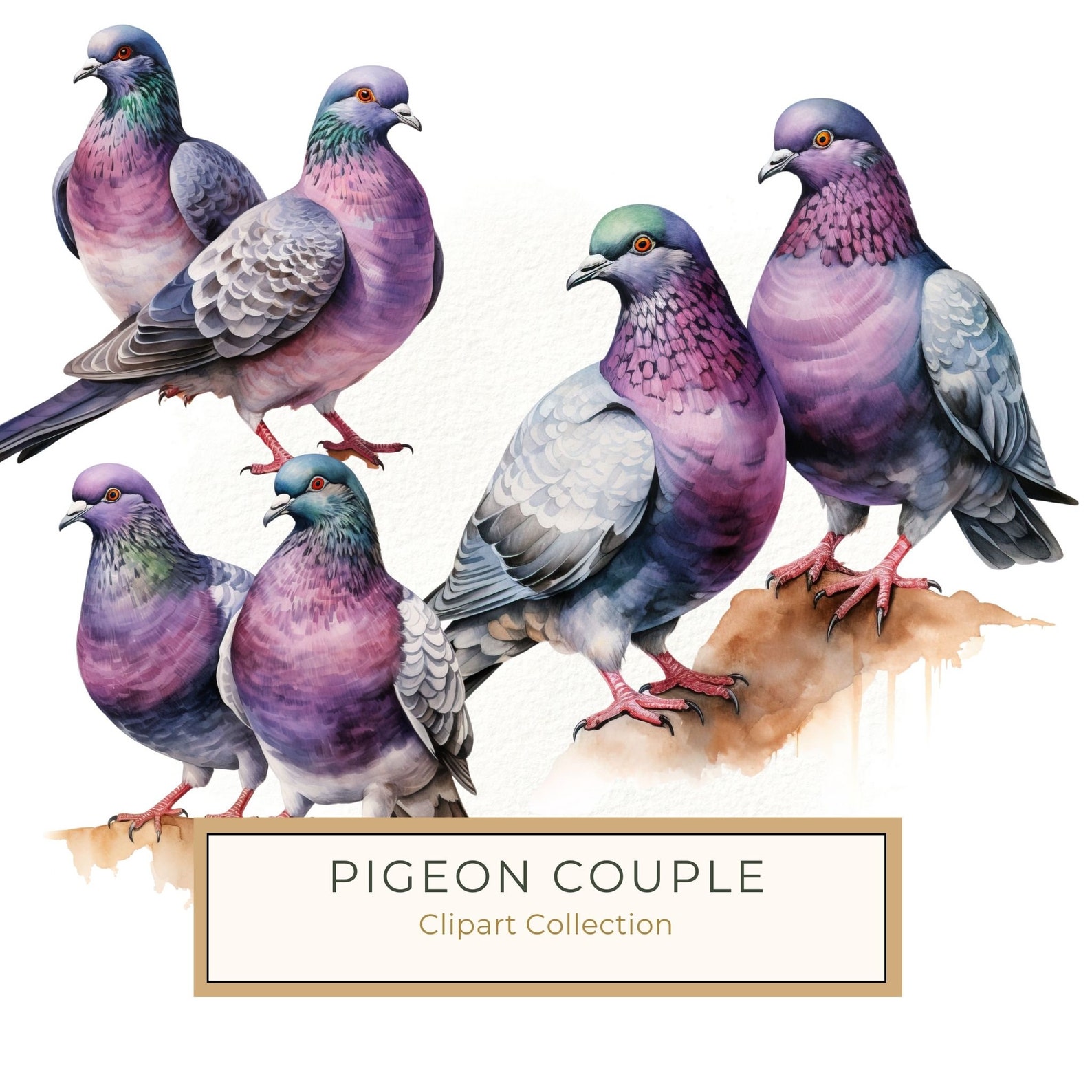 Pigeons PNG, Pigeon Couple Clipart, Watercolor Style Bird Illustration ...