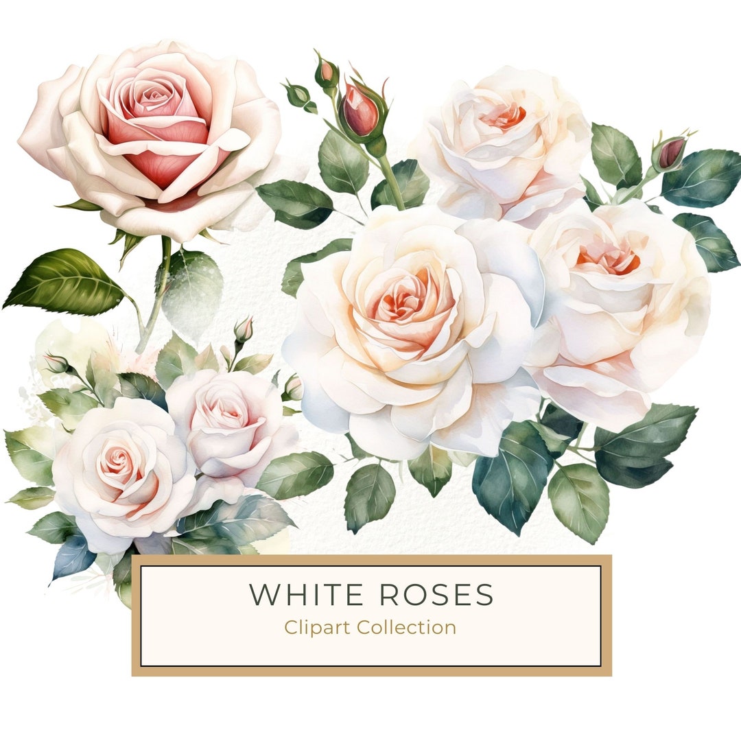 White Rose Clipart, Roses Bouquet Clipart, Watercolor White Roses ...