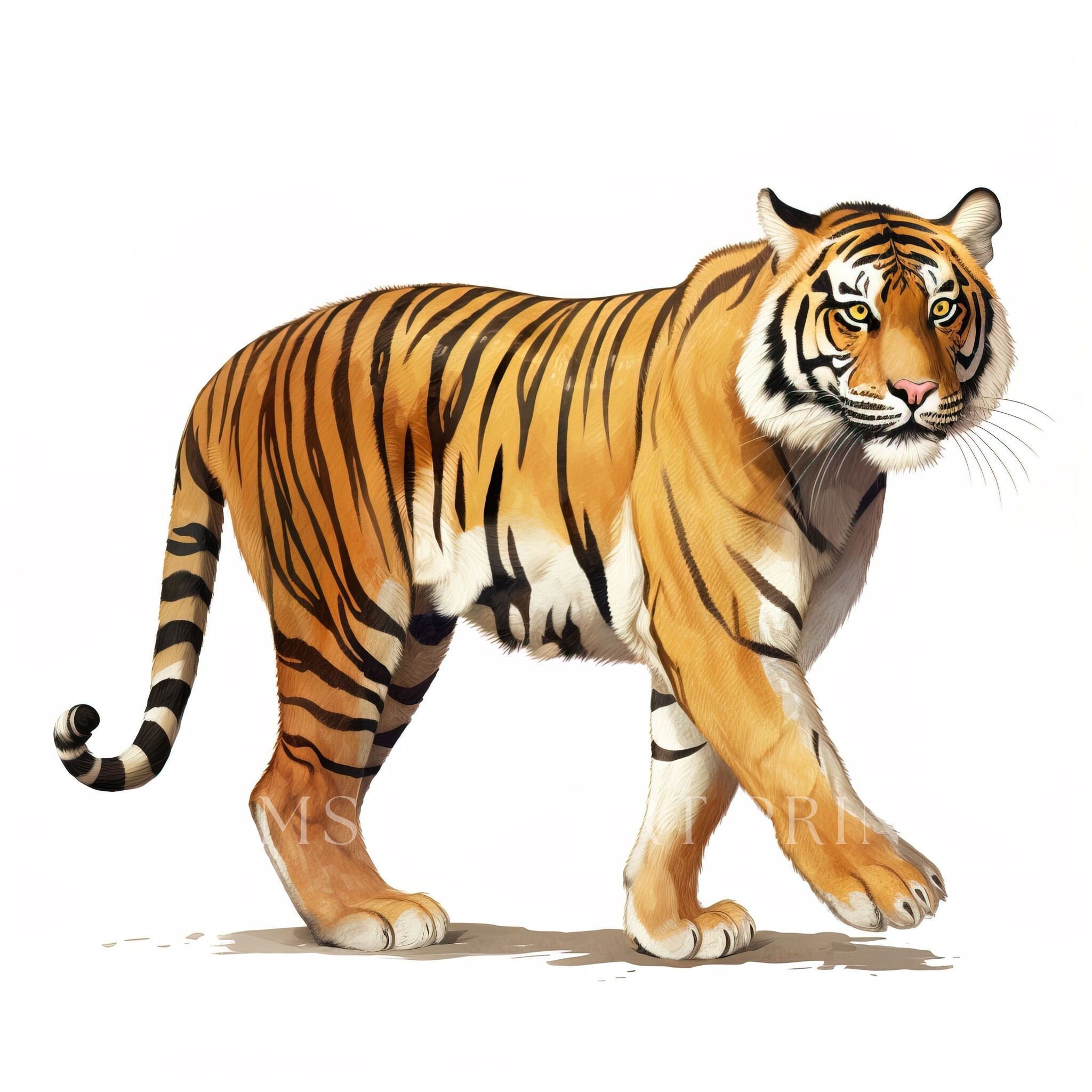 Adult Tiger PNG, Watercolor Tiger Clipart, Tiger Portrait, Tiger Wall ...
