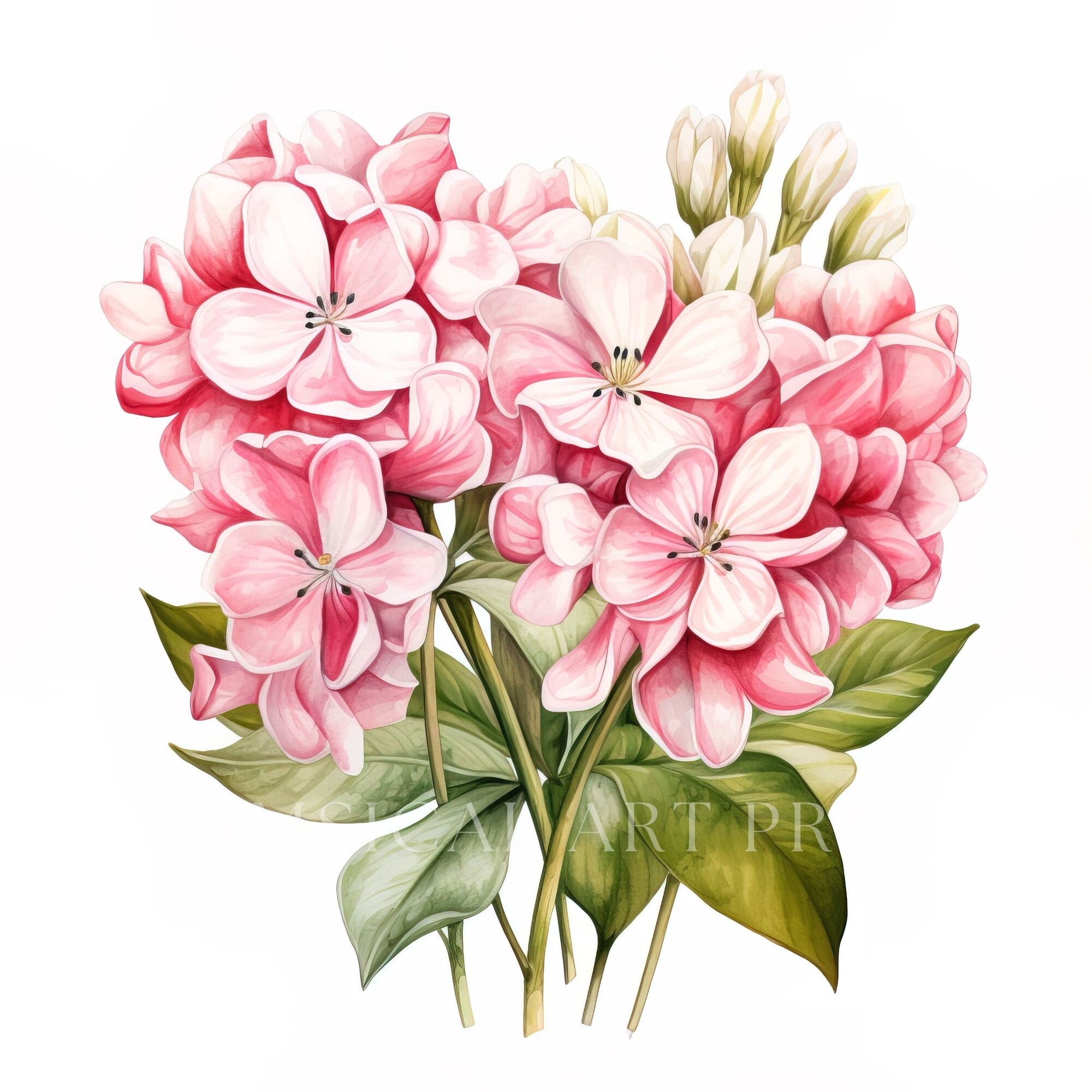 Pink Hydrangeas Clipart, Hydrangea Flowers, Bouquet Clipart, Watercolor ...