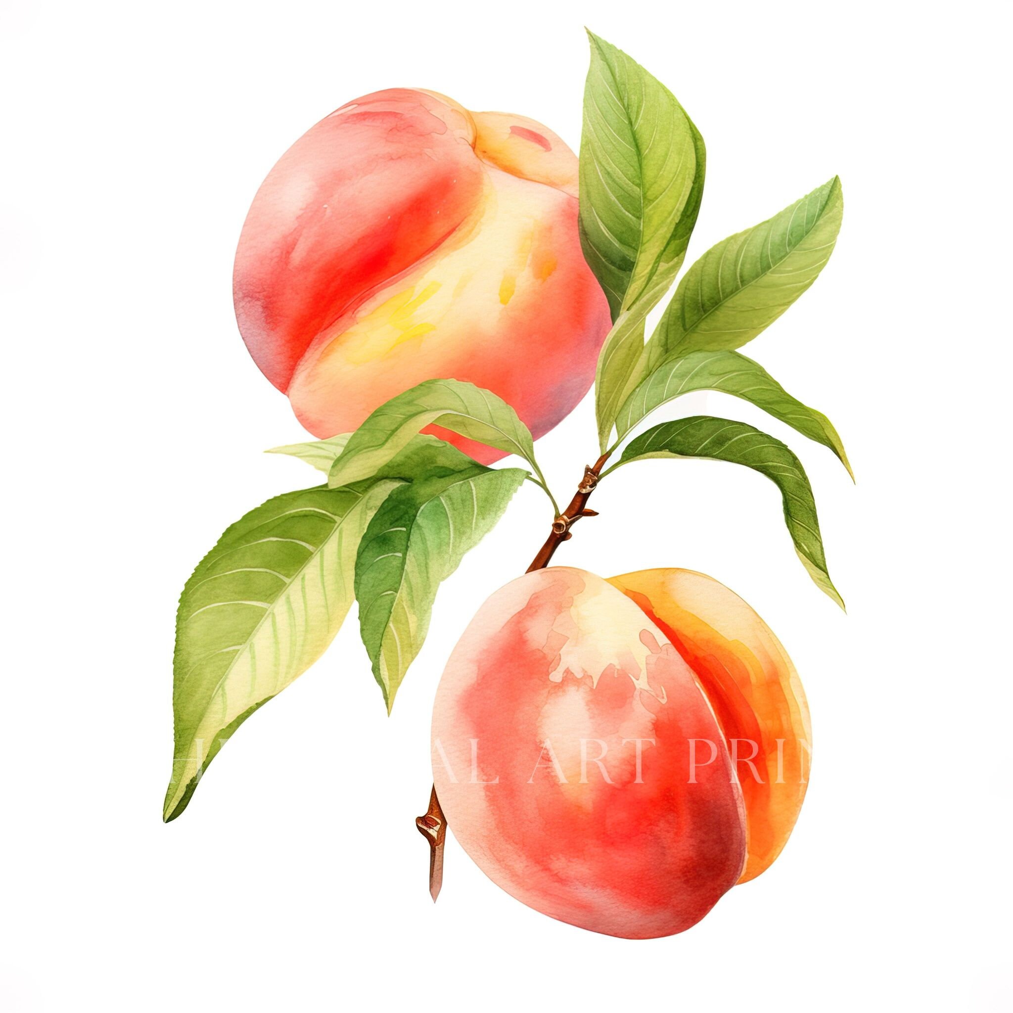 Watercolor Peach Basket Illustration: Rustic DIY Clipart (JPG, PNG) - Etsy